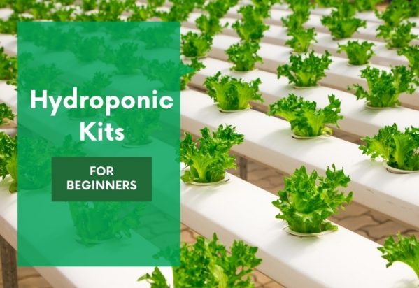 Hydroponic Kits (Budget-Friendly Grow Kits For Beginners) - Climatebiz