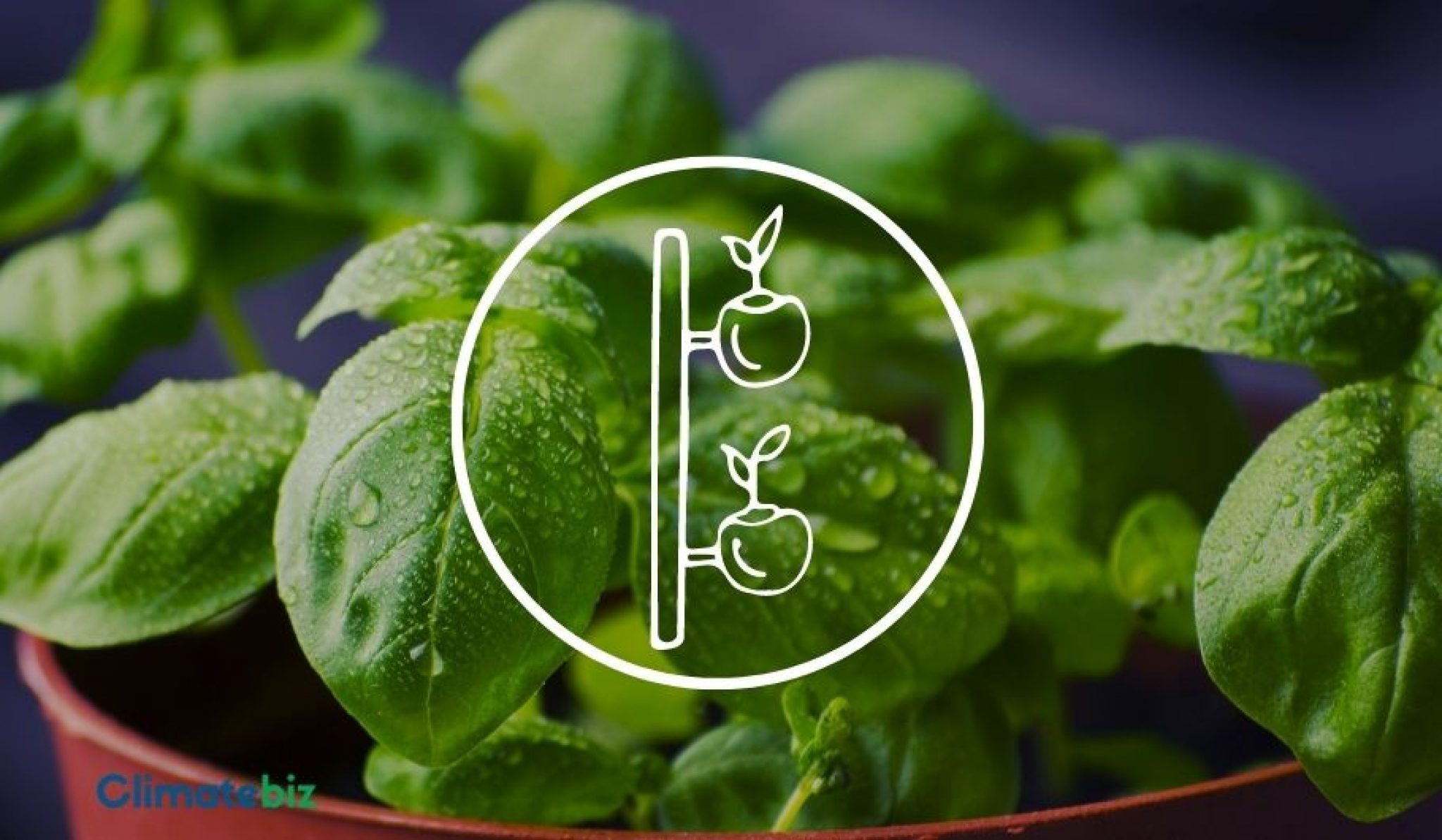 How To Grow Hydroponic Basil (Complete Guide) - Climatebiz