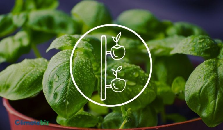 How To Grow Hydroponic Basil (Complete Guide) - Climatebiz