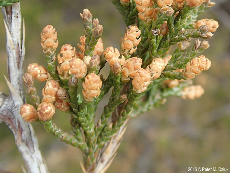 Eastern Red Cedar Tree (All You Need To Know) - Climatebiz